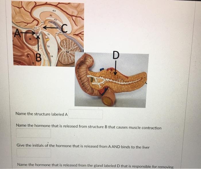 Solved С 3L B A. D Name the pouch-like structure labeled A | Chegg.com