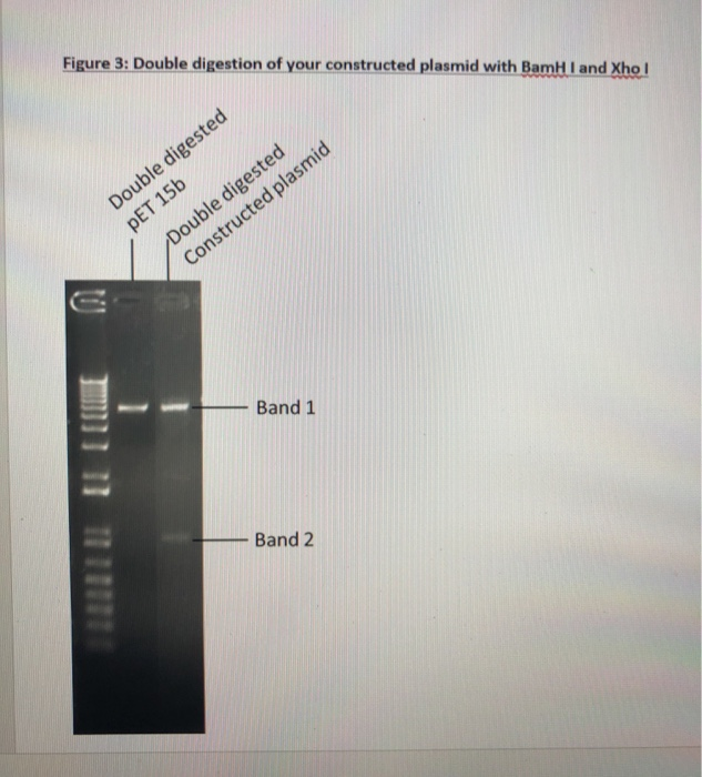 Solved explain why there are two bands in your double | Chegg.com