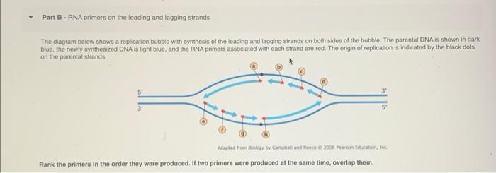 Solved Part B - PNA primers on the leading and lagging | Chegg.com
