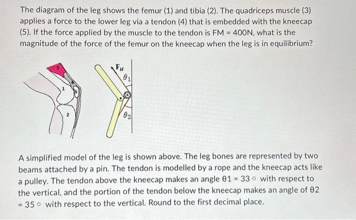 Solved The diagram of the leg shows the femur (1) and tibia | Chegg.com