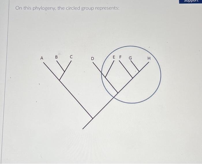 Solved On this phylogeny, the circled group represents: | Chegg.com