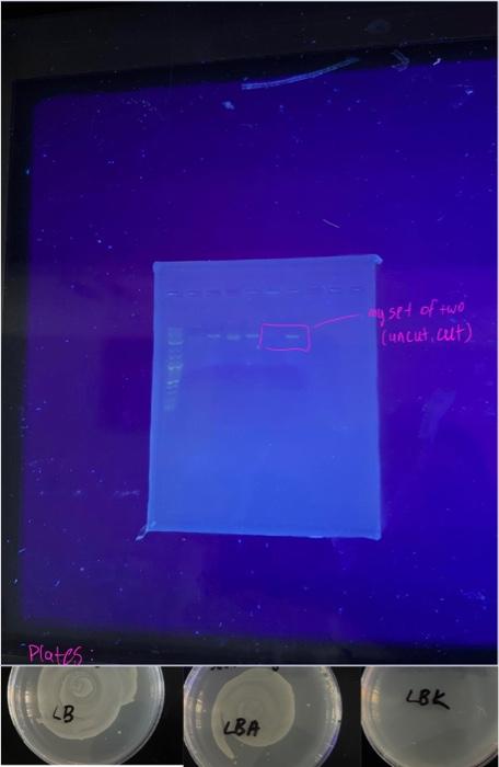 Solved Biology 107 Lab Assignment 4: Plasmid ID If you were | Chegg.com