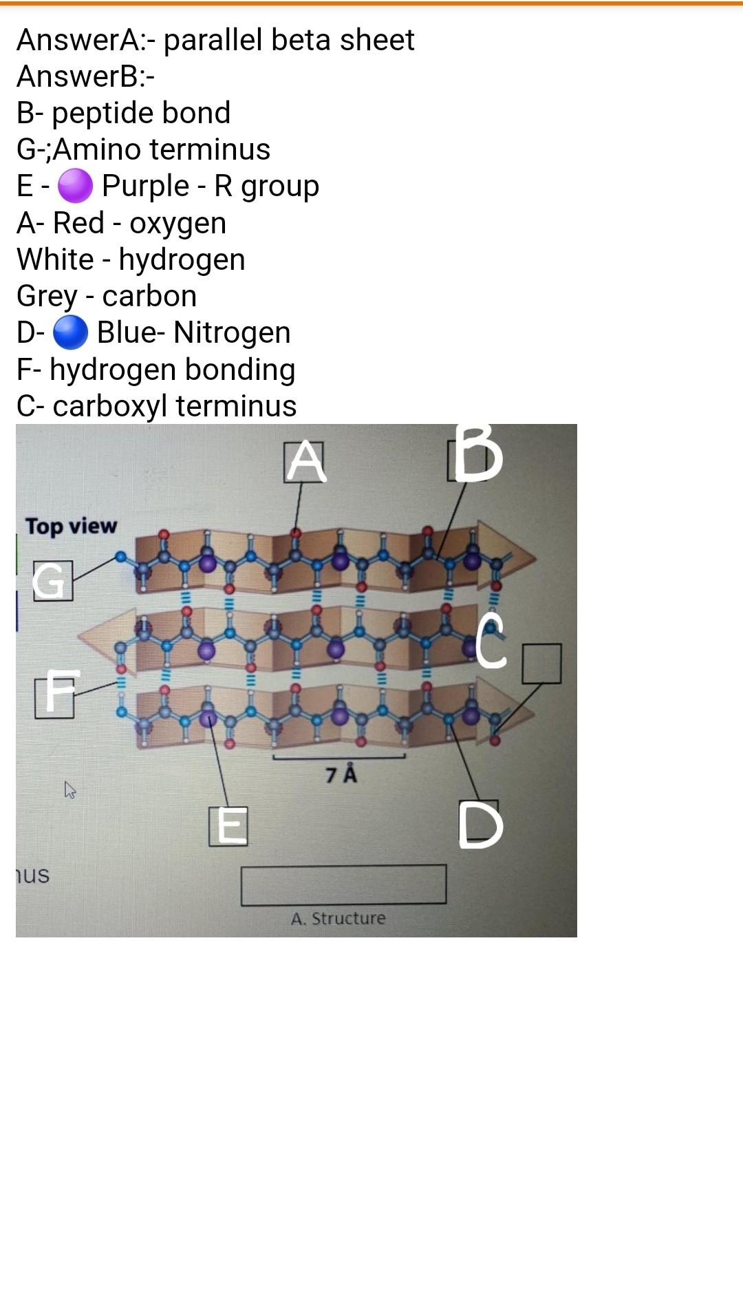 Solved AnswerA:- parallel beta sheet AnswerB:- B- peptide | Chegg.com