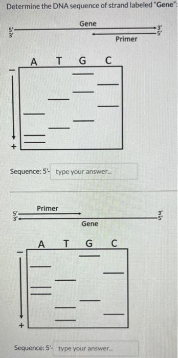 Determine the DNA sequence of strand labeled "Gene" | Chegg.com