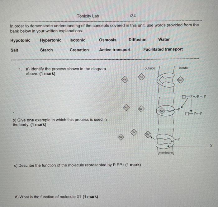 Solved 134 Tonicity Lab In order to demonstrate | Chegg.com