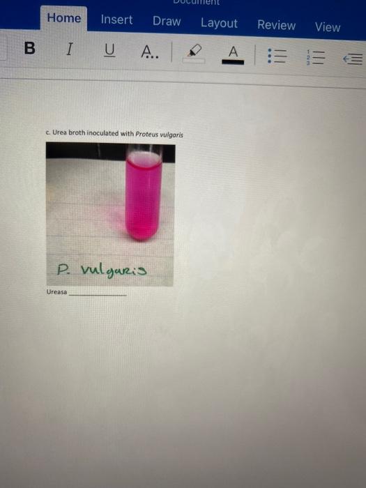 Solved Draw Layout Review View 1 BI U A.. A B. Urease test | Chegg.com
