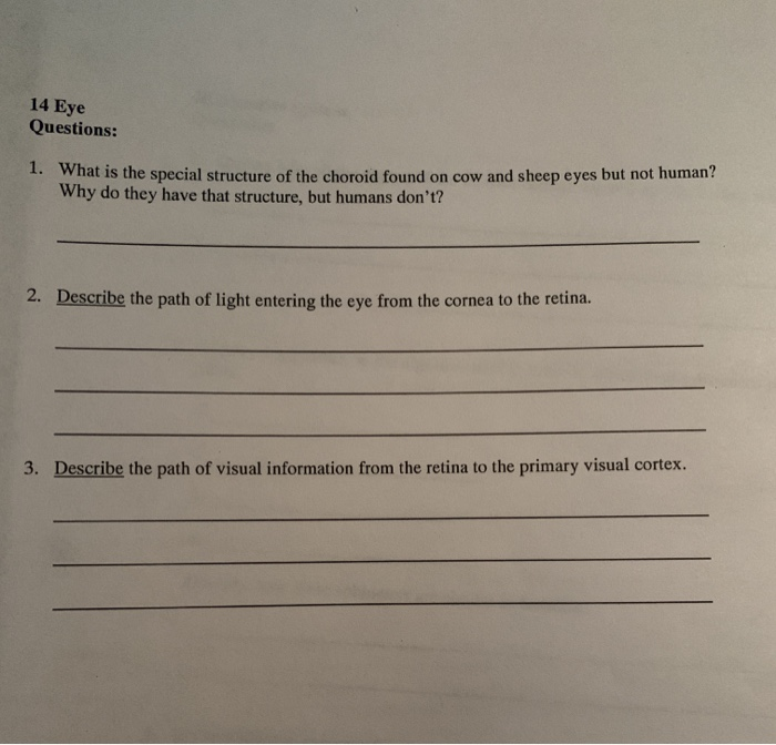 Solved 14 Eye Questions: What is the special structure of | Chegg.com