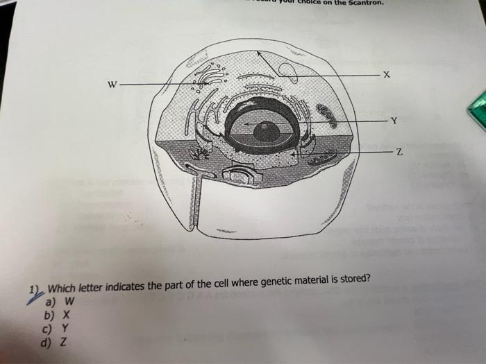 Solved 1) Which letter indicates the part of the cell where | Chegg.com