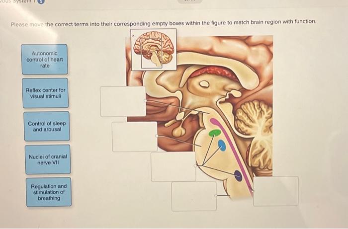 Solved Please move the correct terms into their | Chegg.com
