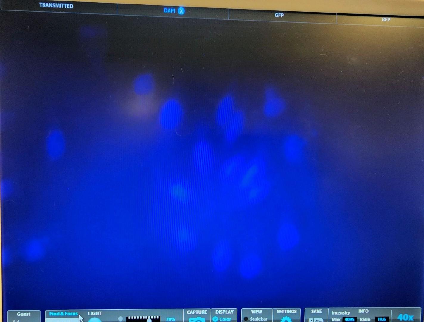 Solved 8: Acquiring Images with EVOS Microscope Lab Goal: - | Chegg.com