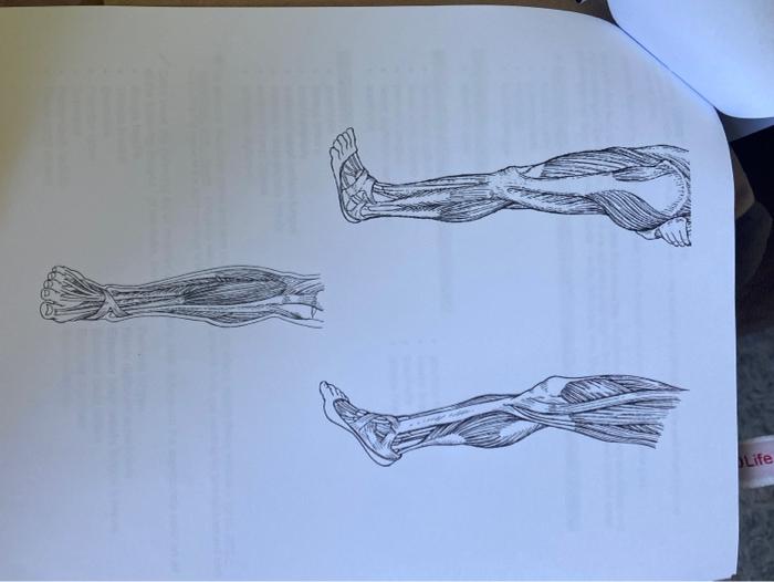 Color code the following list of muscles and tendons, | Chegg.com