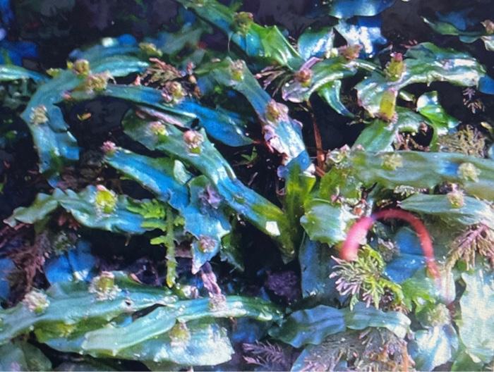 1) The flat leafy organisms seen here are members | Chegg.com