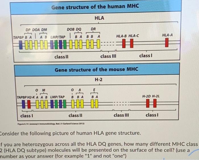 Gene structure of the human MHC HLA DOB DO DR DP DOA | Chegg.com