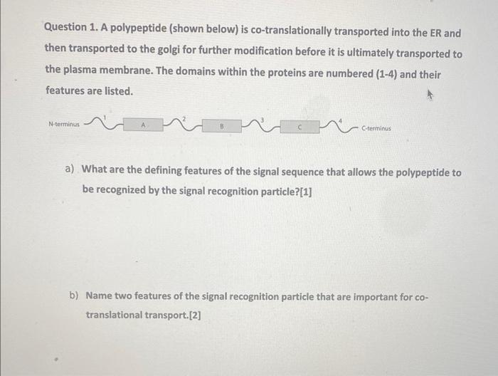 Solved Question 1. A polypeptide (shown below) is | Chegg.com