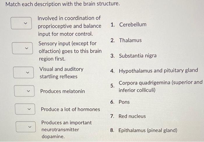 Solved Match each description with the brain structure. | Chegg.com