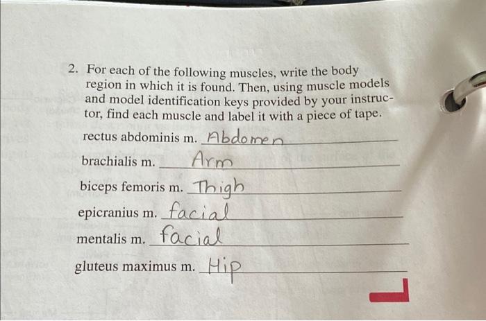 Solved 2. For each of the following muscles, write the body | Chegg.com