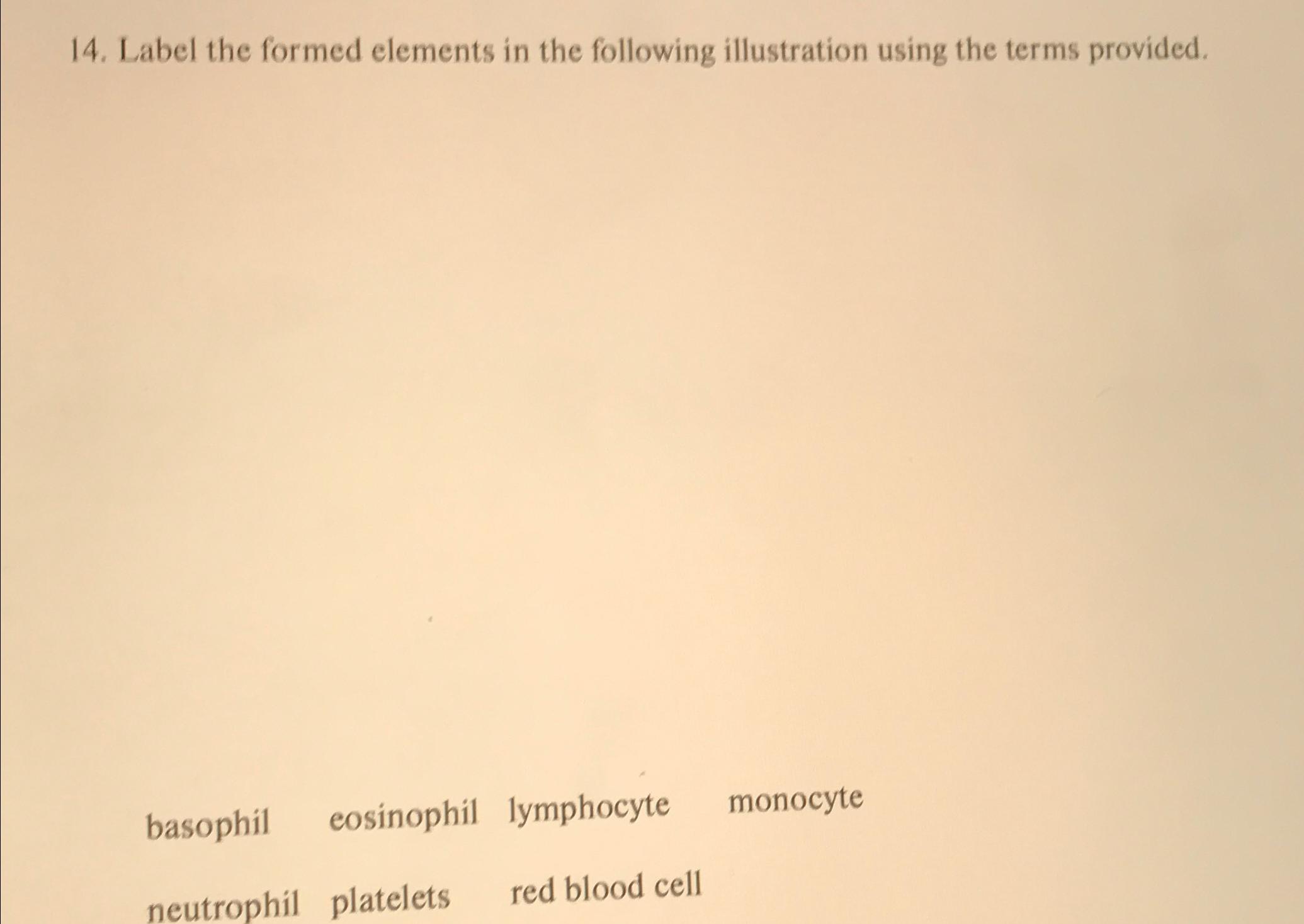 Solved Label the formed elements in the following | Chegg.com