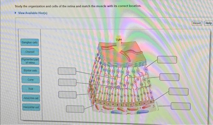 Solved Study the organization and cells of the retina and | Chegg.com
