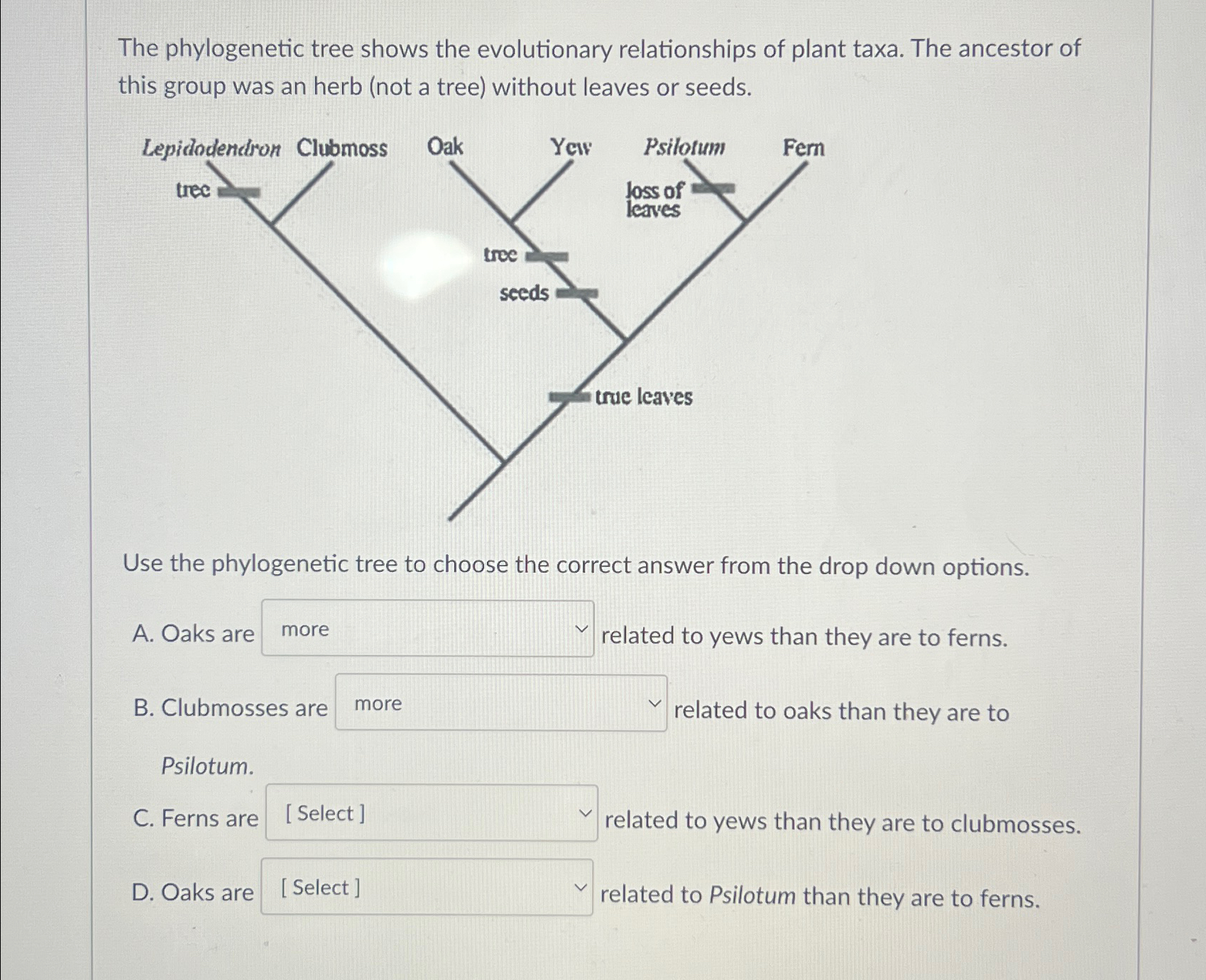 The phylogenetic tree shows the evolutionary | Chegg.com