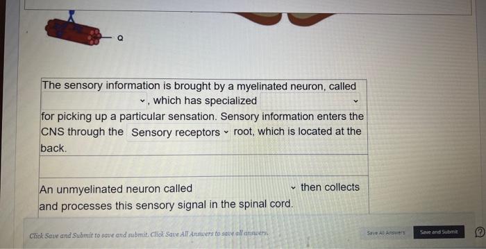 Solved Considar a SOMATIC REFLEX ARC to answer the questans | Chegg.com