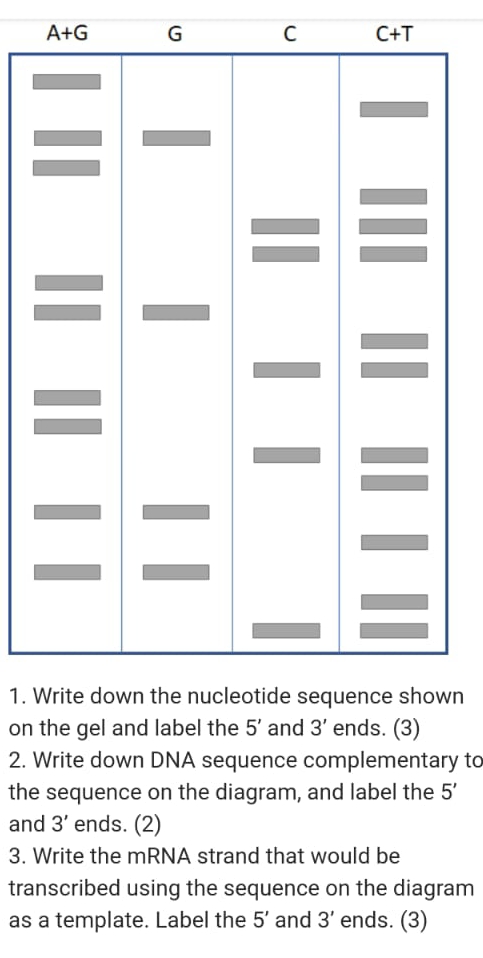 Solved Write down the nucleotide sequence shown on the gel | Chegg.com