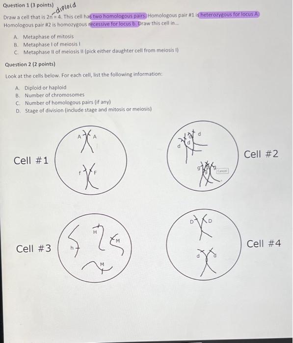 Solved Question 1 ( 3 points) diploid Draw a cell that is | Chegg.com