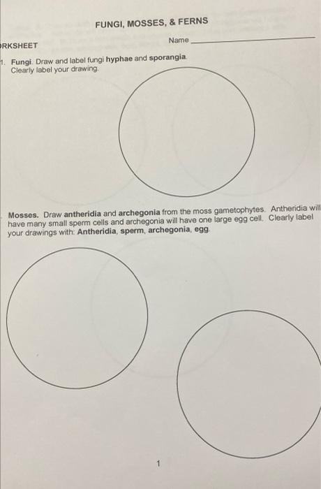 Solved FUNGI, MOSSES, & FERNS ORKSHEET Name 1. Fungi. Draw | Chegg.com