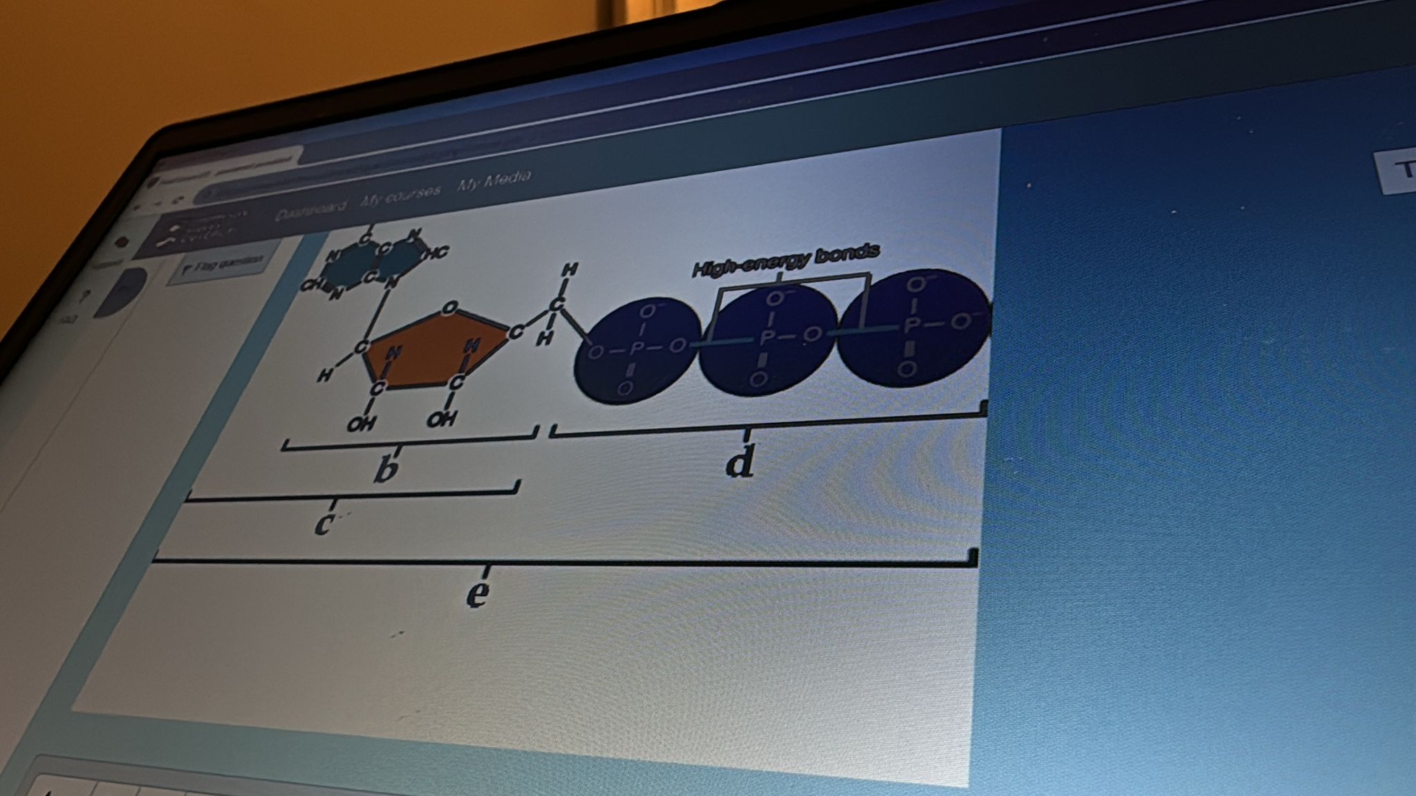 Solved identify the functional groups of biologically | Chegg.com