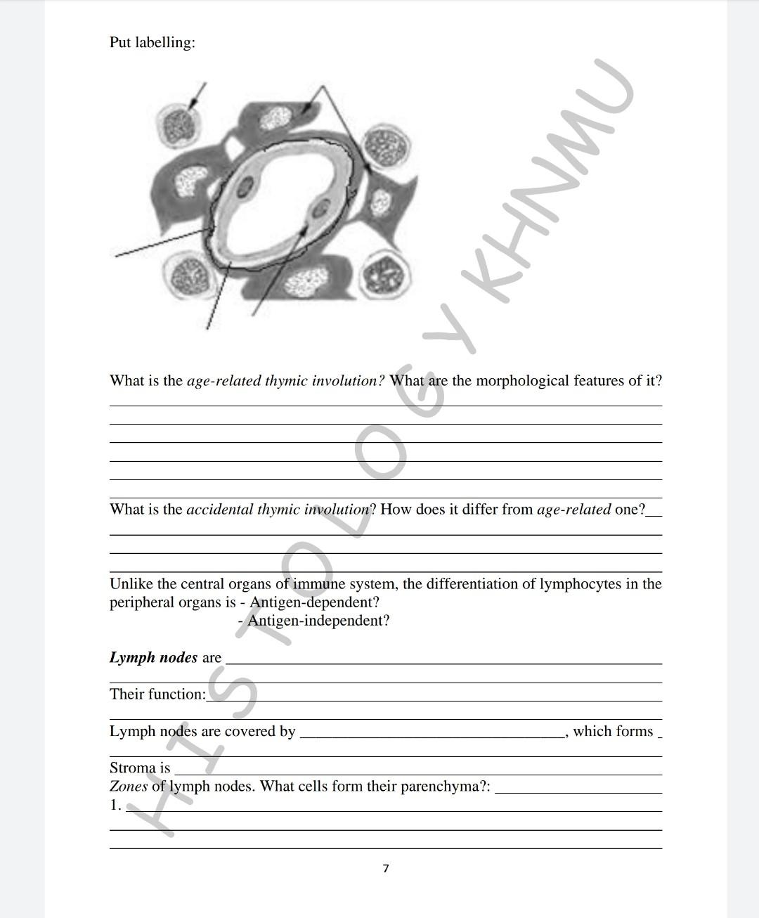 Solved Histology answer Put labelling:What is the | Chegg.com