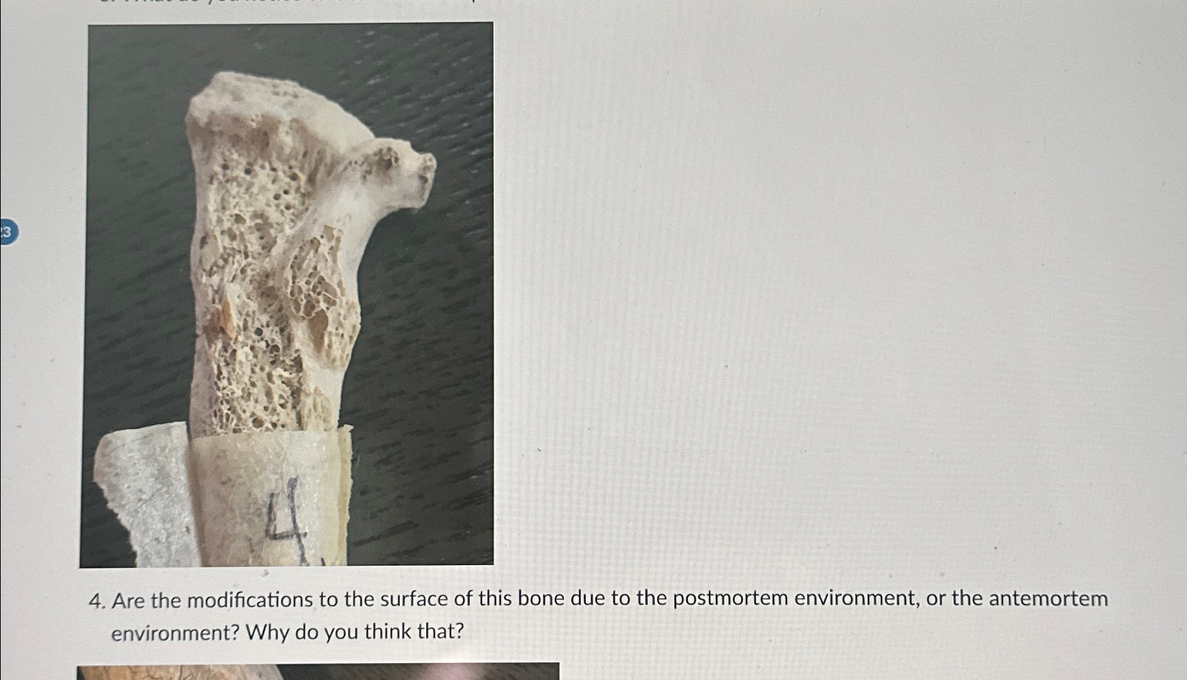 Solved Are the modifications to the surface of this bone due | Chegg.com