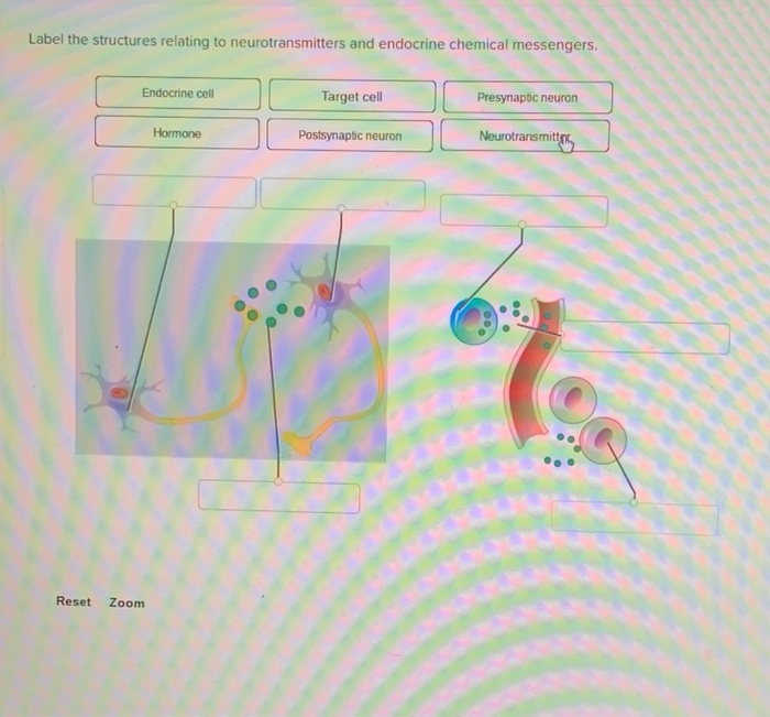 Solved Label the structures relating to neurotransmitters | Chegg.com