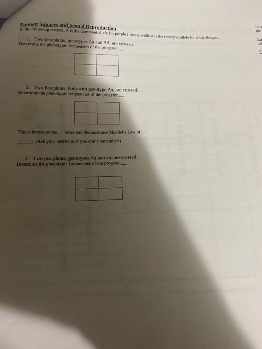 Solved In the the Punnett Squares and Sexual Reproduction In | Chegg.com