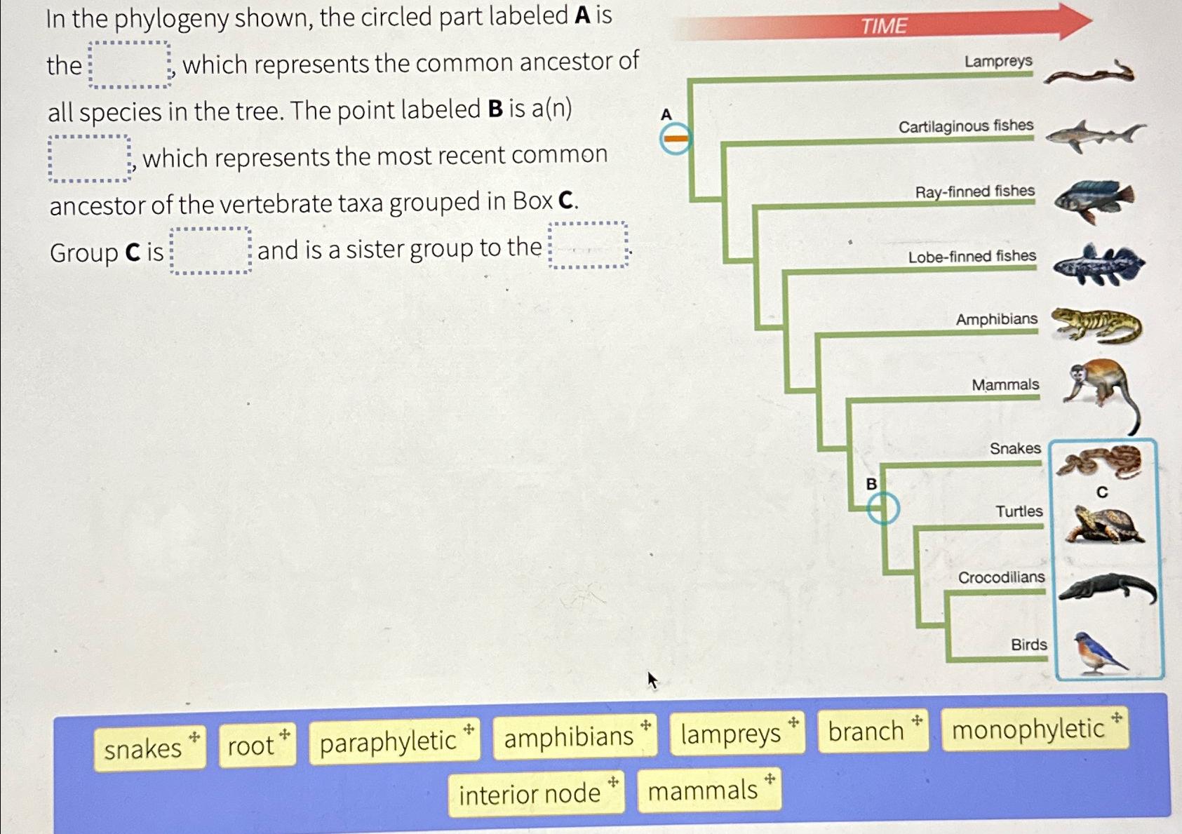 Solved In the phylogeny shown, the circled part labeled A | Chegg.com