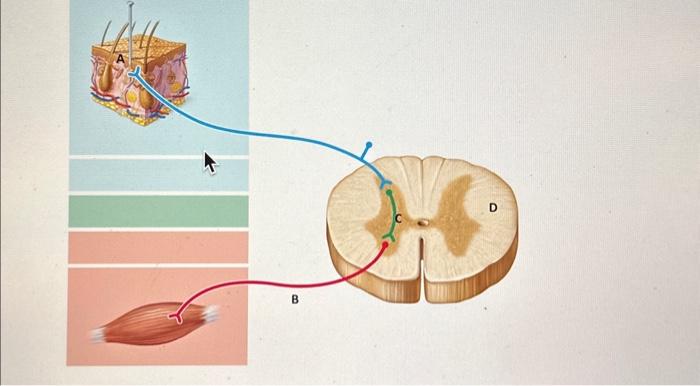 Which of the three neurons represents the outgoing, | Chegg.com