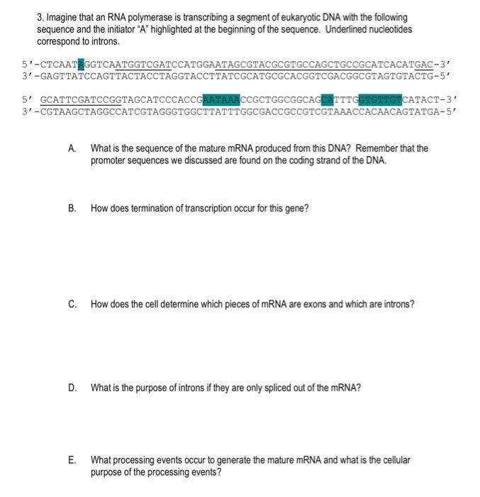 Solved Imagine that an RNA polymerase is transcribing a | Chegg.com