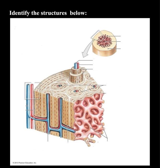 Solved Identify the structures below: | Chegg.com