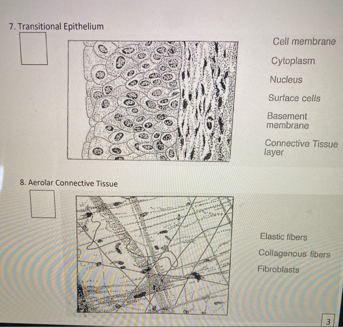 Solved 1. Simple Squamous Epithelium Nucleus -Gytoplasm Cell | Chegg.com