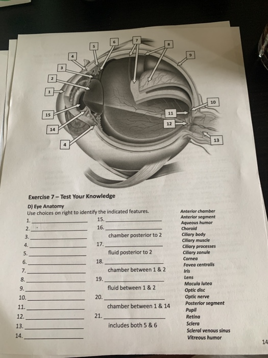 Solved Exercise 7 - Test Your Knowledge D) Eye Anatomy Use | Chegg.com
