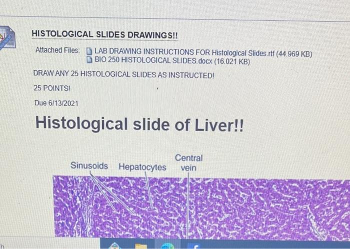 Drawing of Histological Slides-Due: Draw in COLOR | Chegg.com