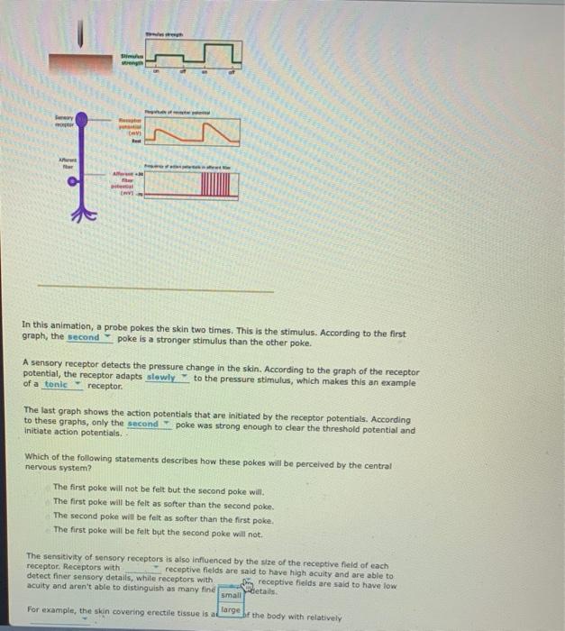 Solved In this animation, a probe pokes the skin two times. | Chegg.com