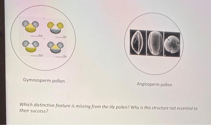 Solved where can I find the pollen tube and air bladder of | Chegg.com