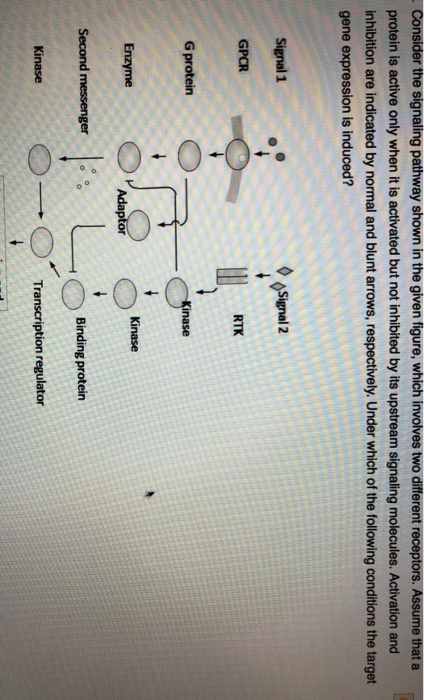 Solved Consider the signaling pathway shown in the given | Chegg.com