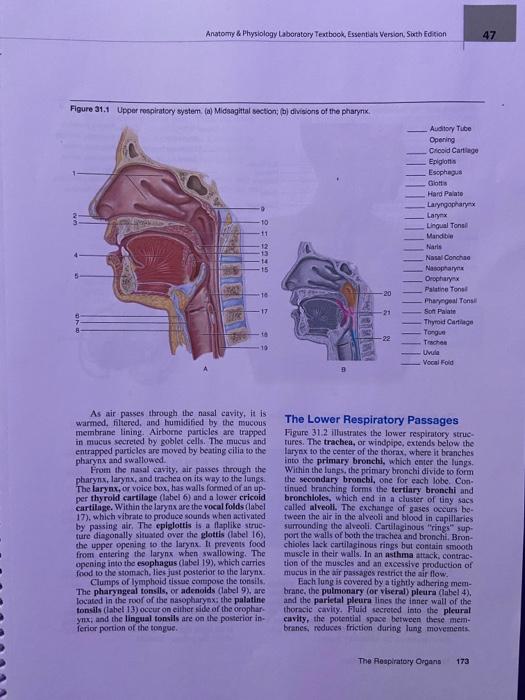 Solved Anatomy & Physiology Laboratory Textbook Essentials | Chegg.com