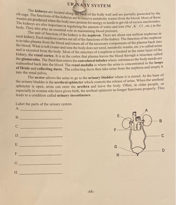 Solved The kidneys are located along the back of the body | Chegg.com