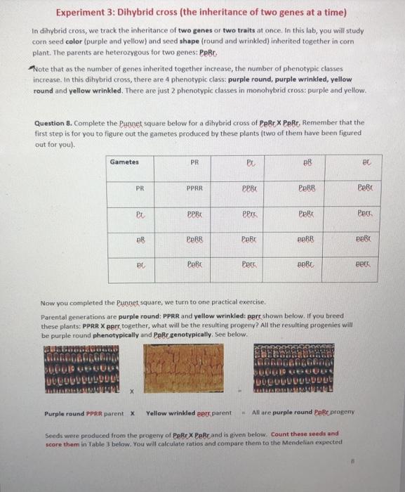 Solved Experiment 3: Dihybrid cross (the inheritance of two | Chegg.com
