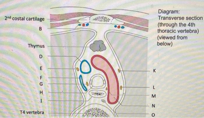 Solved 2nd costal cartilage B Diagram: Transverse section | Chegg.com