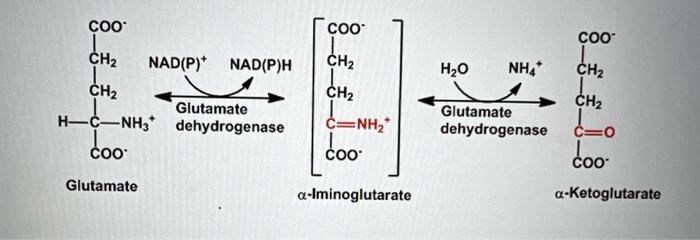 Solved draw mechanism of glutamate dehydrogenase starting | Chegg.com