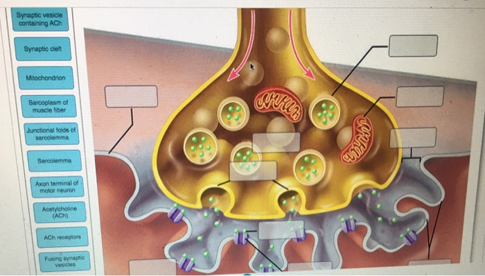 Solved Synaptic vesicle containing ACH Synaptic clett | Chegg.com