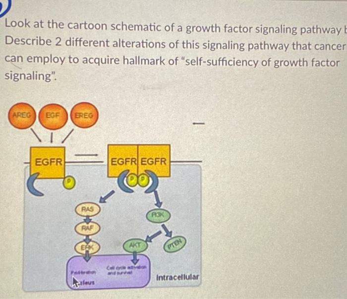 Solved Look at the cartoon schematic of a growth factor | Chegg.com