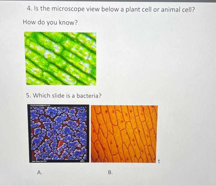 Solved 4. Is the microscope view below a plant cell or | Chegg.com
